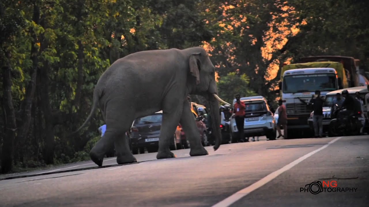 🐘 Giant Bull Elephant Blocks Highway in EPIC Standoff – Traffic Stops ...