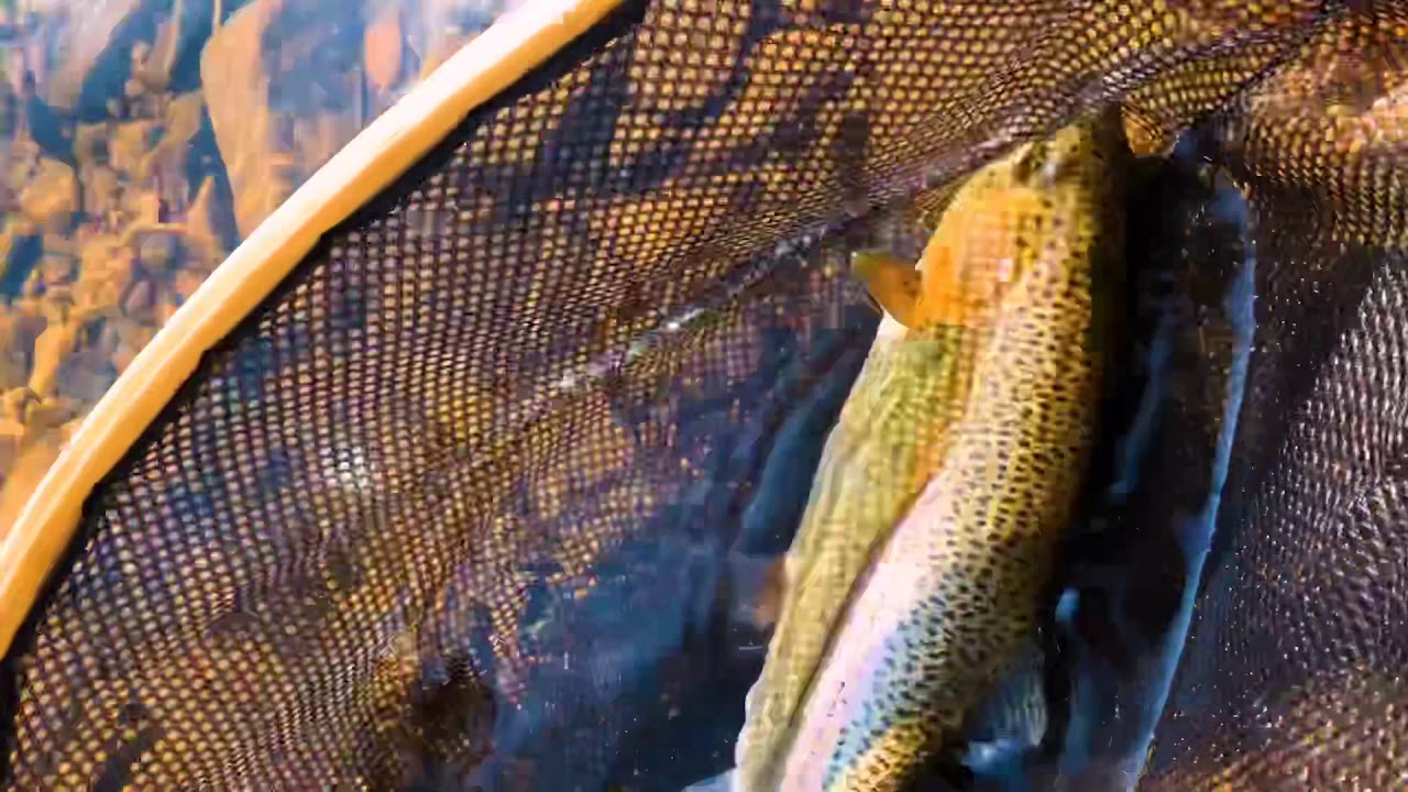 Rainbow Trout Net Shot - YouTube