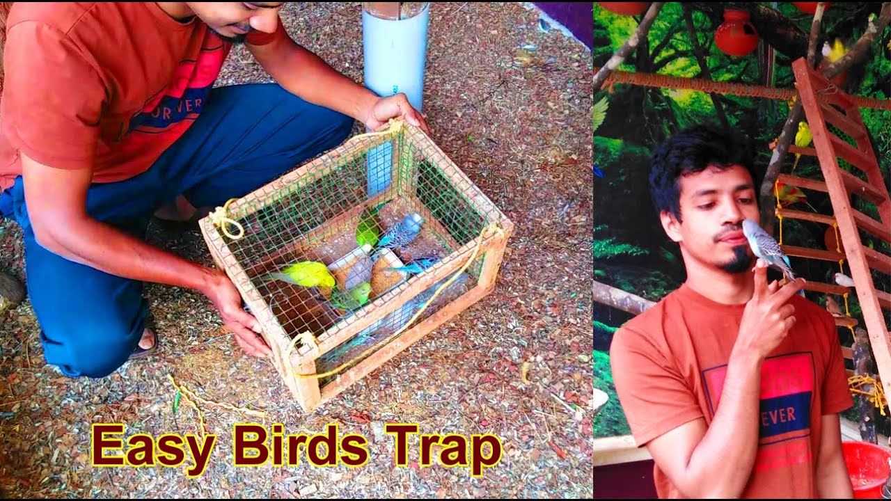 Easy Way To Make Birds Trap at Home | DIY Birds Trap - YouTube