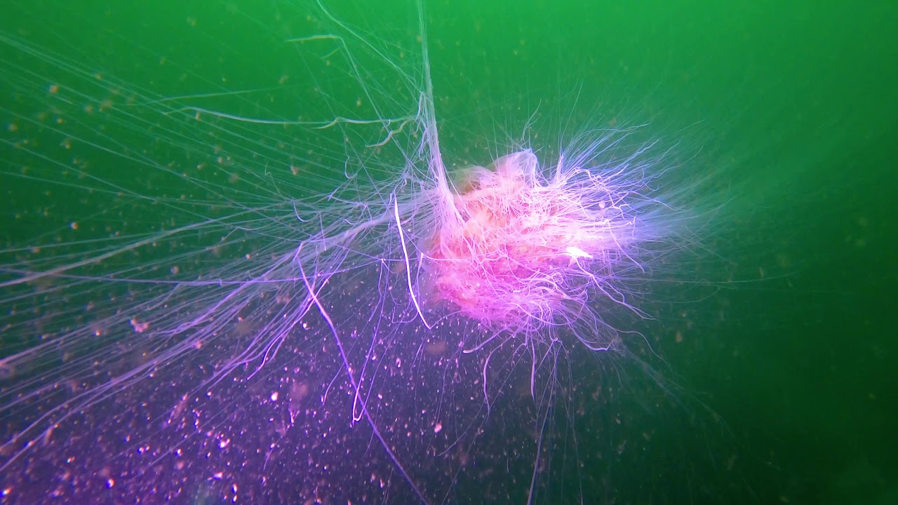 Medusafish - YouTube