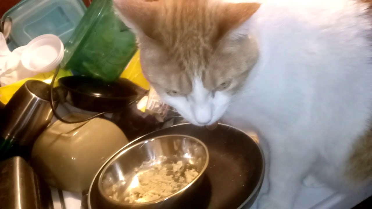 Simba eating on the range top - YouTube