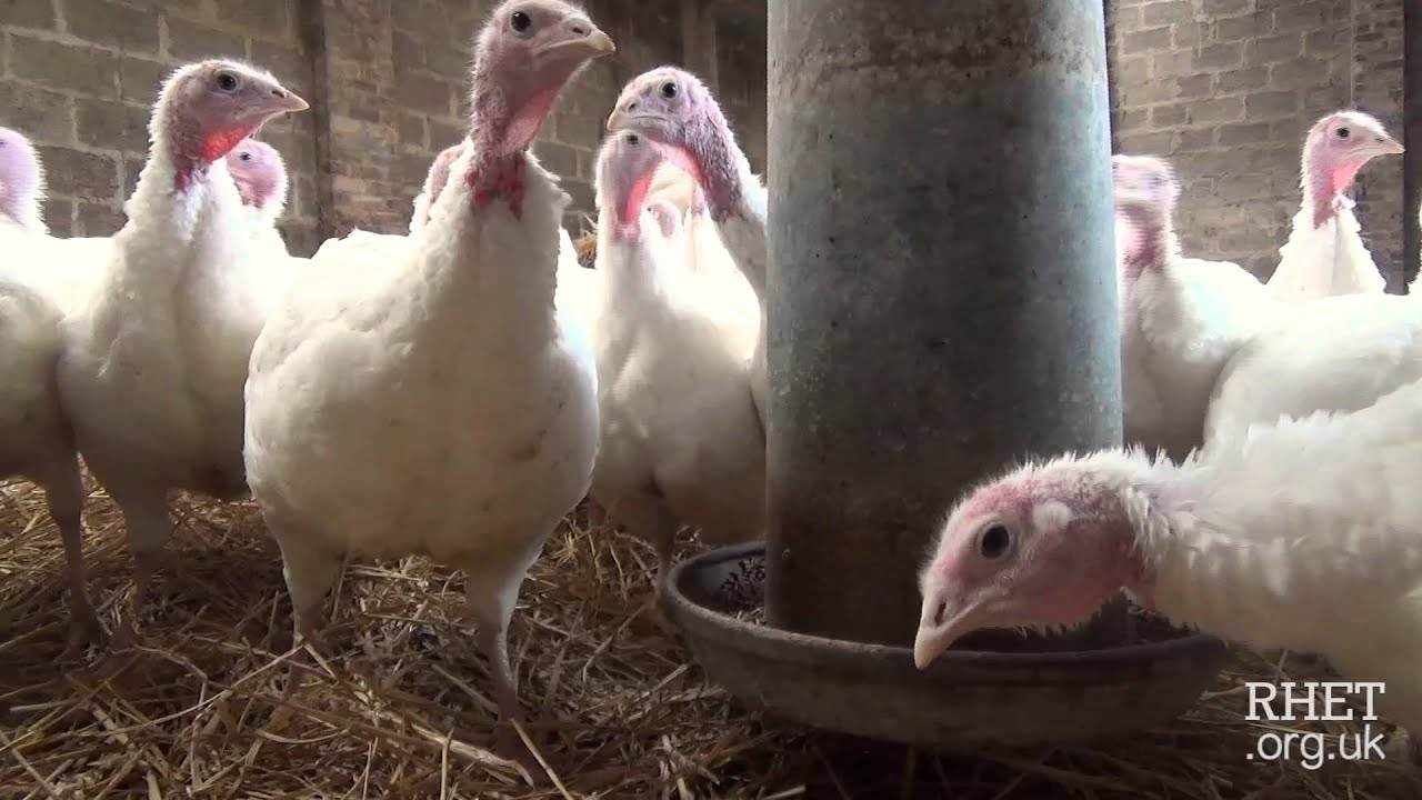 Christmas Turkeys - YouTube