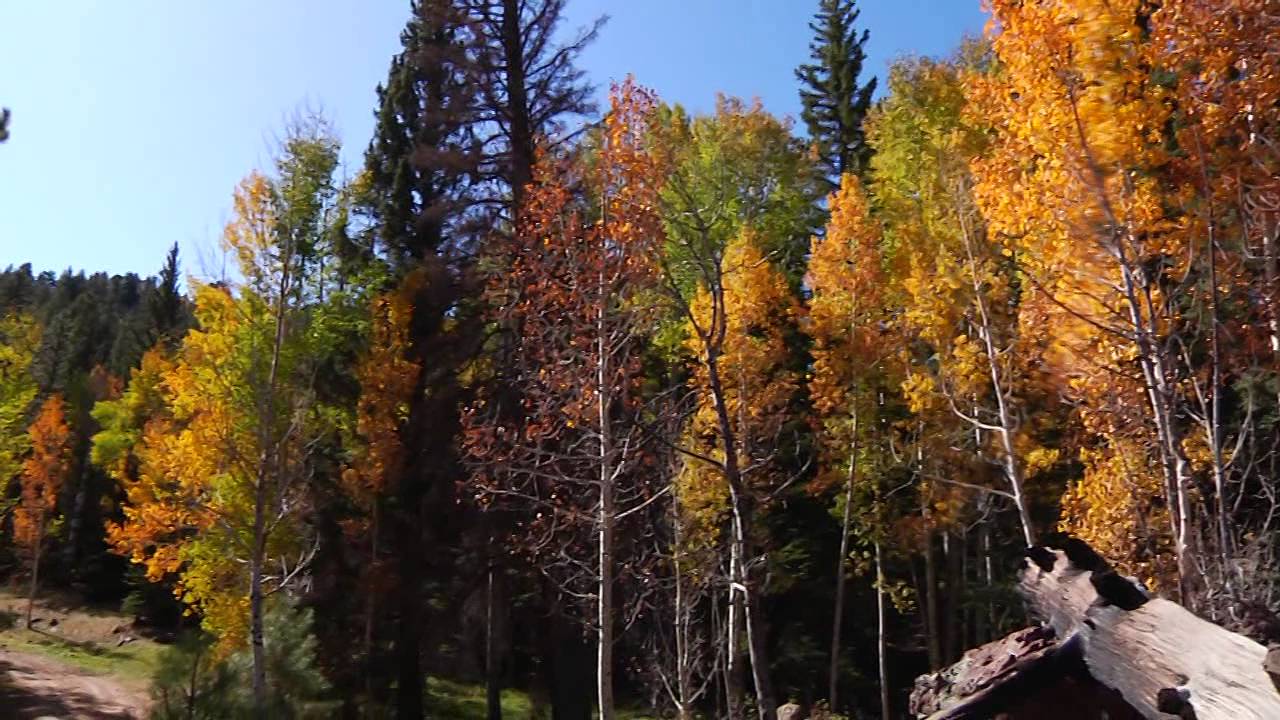 Boulder Mountain Utah - Fall Colors - YouTube