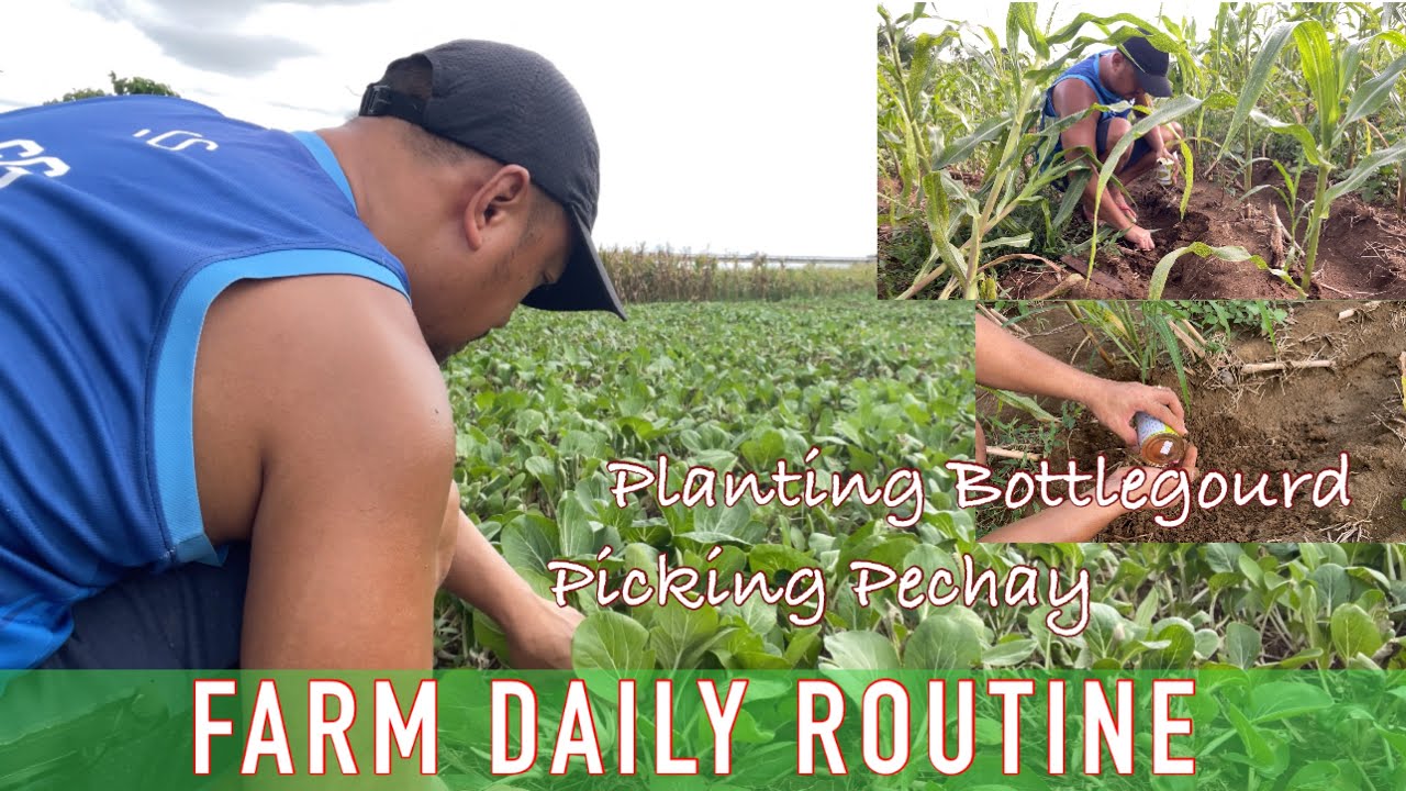 Planting bottlegourd intercropping with corn, picking pechay(bokchoy ...