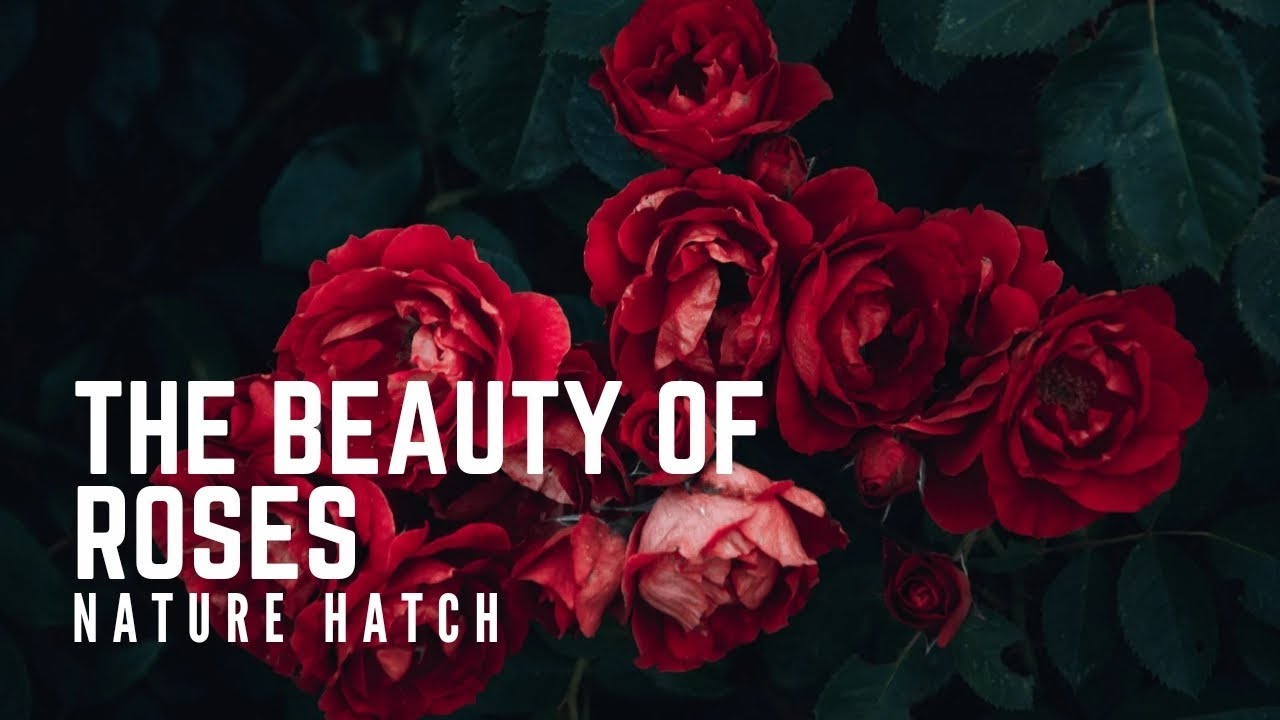 The Beauty of Roses: A Guide to Their Varieties - Nature Hatch - YouTube