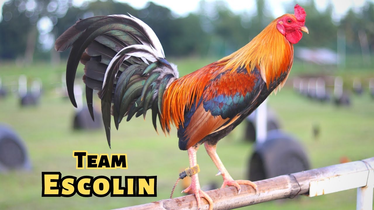 IGF Poultry Expo 2022 | Martin Escolin | Maw Acierto | Marlon Escolin ...