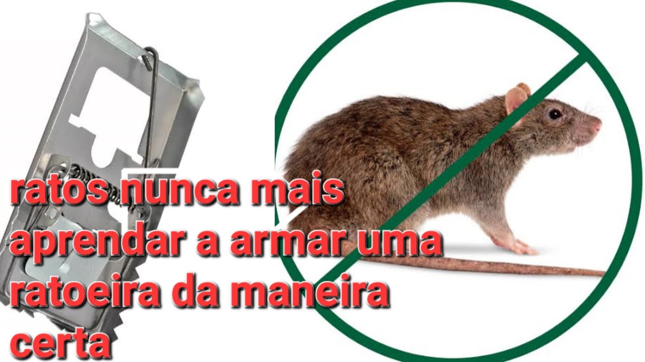 Como armar uma ratoeira para eliminar rato - YouTube