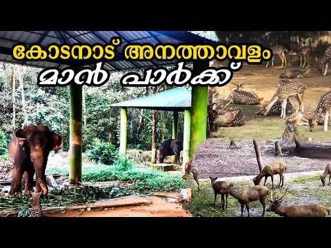 കോടനാട് ആന ട്രെയിനിങ്ങ് | Kaprikad Mini zoo| Peelandi |Kodanadu ...