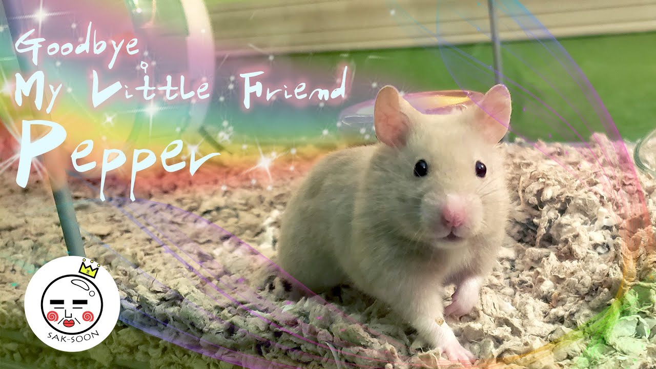 My Hamster's Last Moment | Goodbye Pepper - YouTube