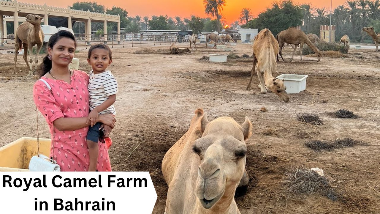 Royal Camel Farm in Bahrain | Kingdom of Bahrain | Bahrain Biggest ...