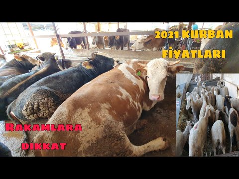 2021 KURBAN FİYATLARINDAN HABERDAR OLALIM BURSADA RESUL BEYİN BÜYÜKBAŞ VE KÜÇÜKBAŞ ÇİFTLİĞİ