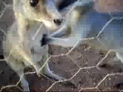 Kengaru Fight - YouTube