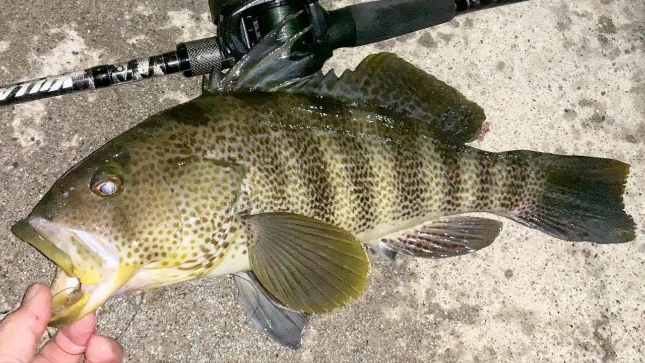 The Maddness | Fred Hall Tackle Show Long Beach 2019 - YouTube