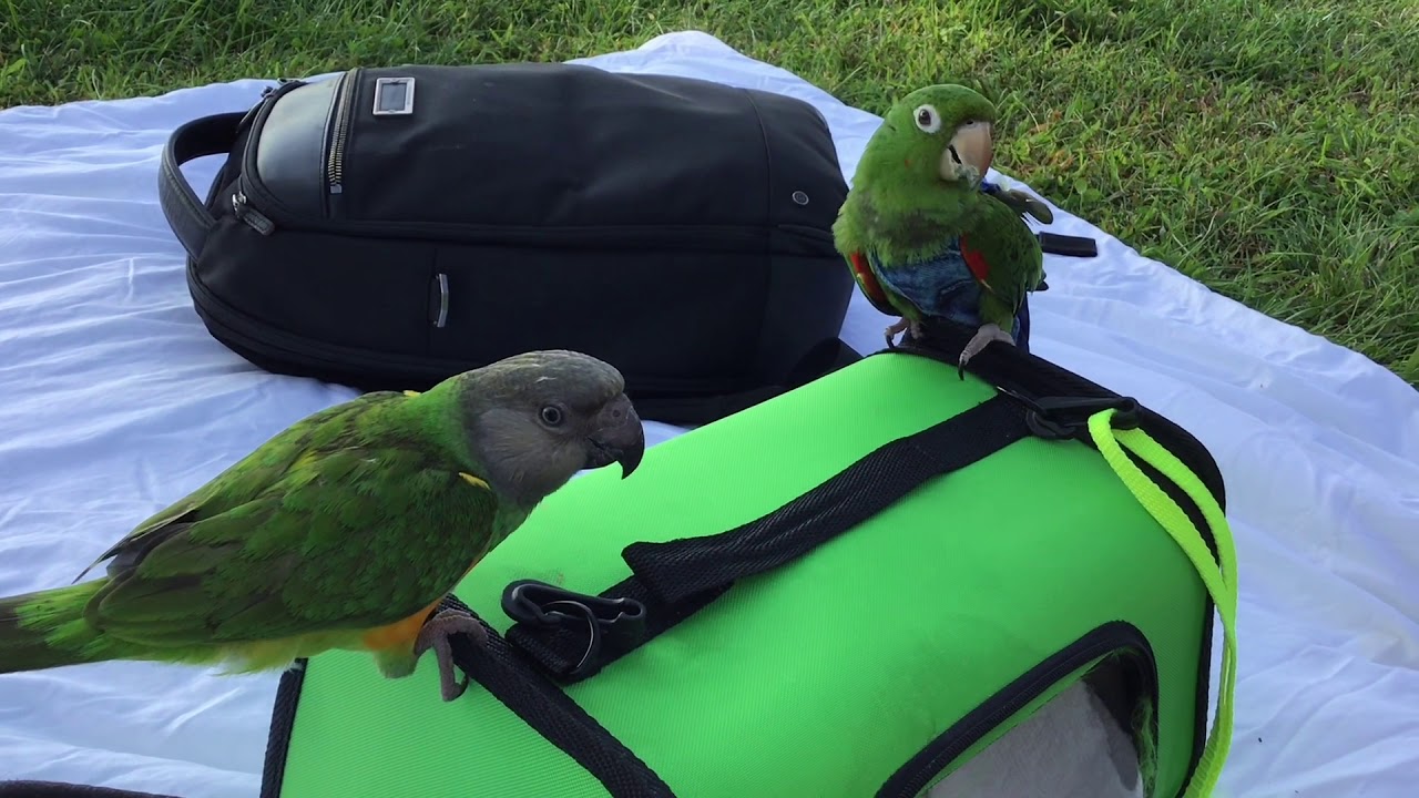 BABY Senegal Parrot, White-Eyed Conure, & Blue Crowned Conure! 3 Cuties ...