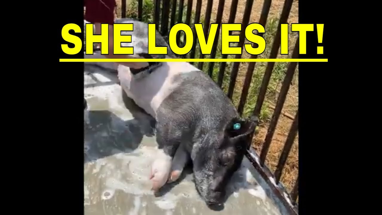 GIVING THE SHOW PIG A BATH! - YouTube