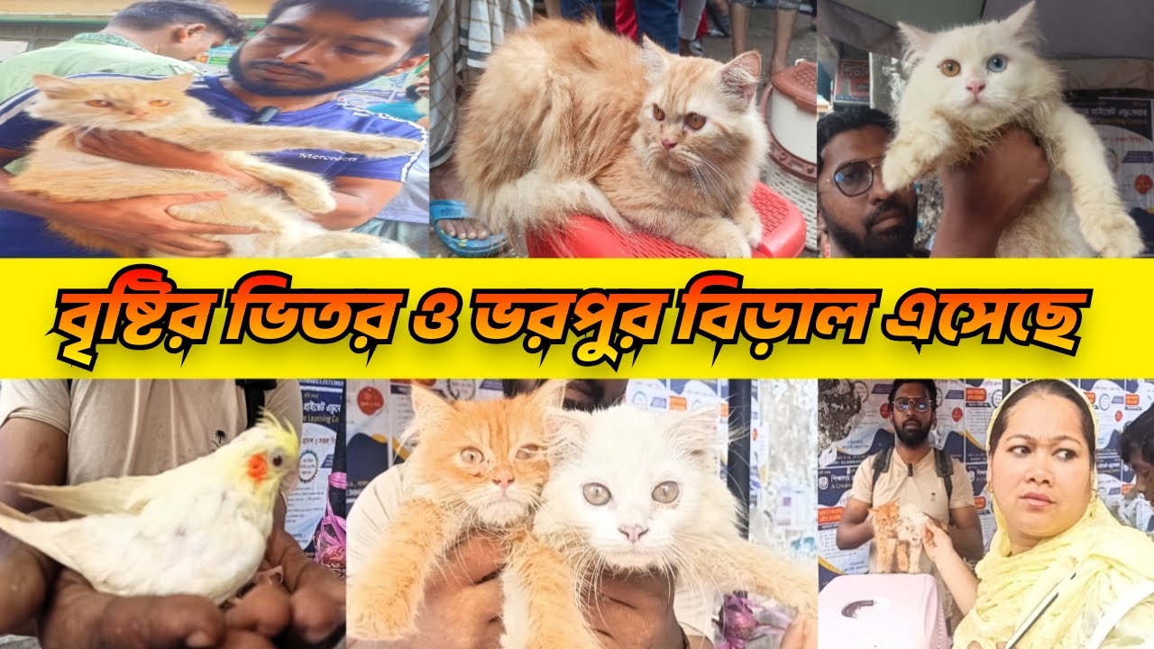 বৃষ্টির ভিতর ও ভরপুর বিড়াল এসেছে মিরপুর 1 নম্বর হাটে #cats #mamun_pets ...