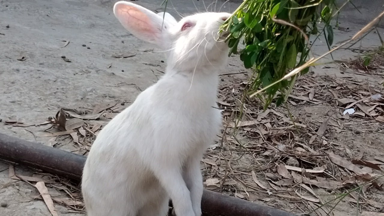 Pure whit rabbit-Bunny rabbit-Beautiful rabbit-Rabbit pk - YouTube