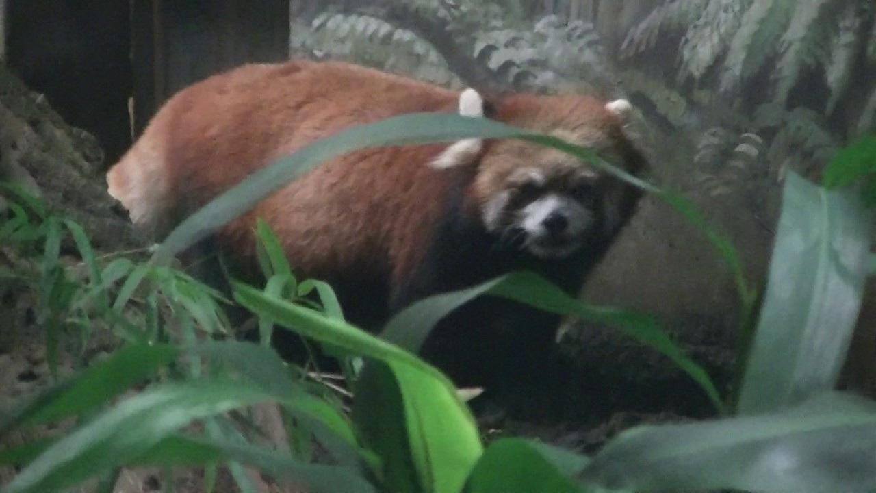 Red Panda Snack Time - YouTube