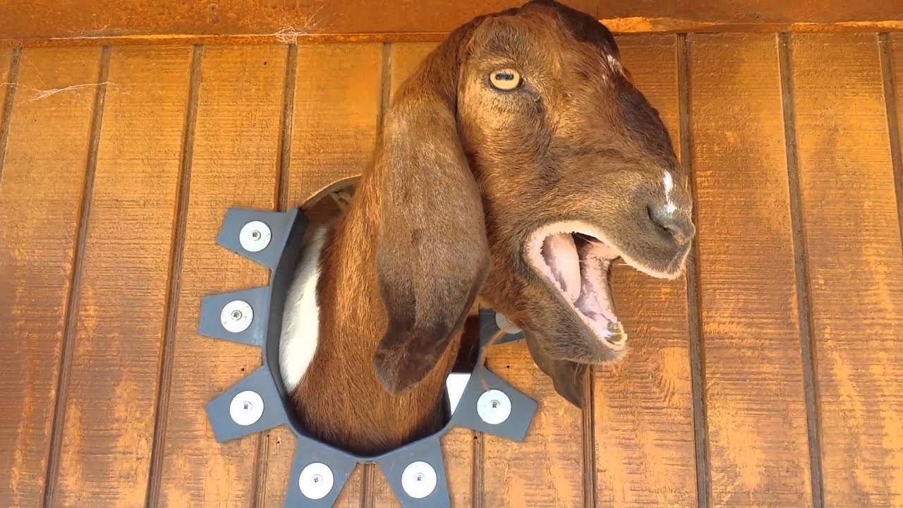 Silly goat faces - YouTube