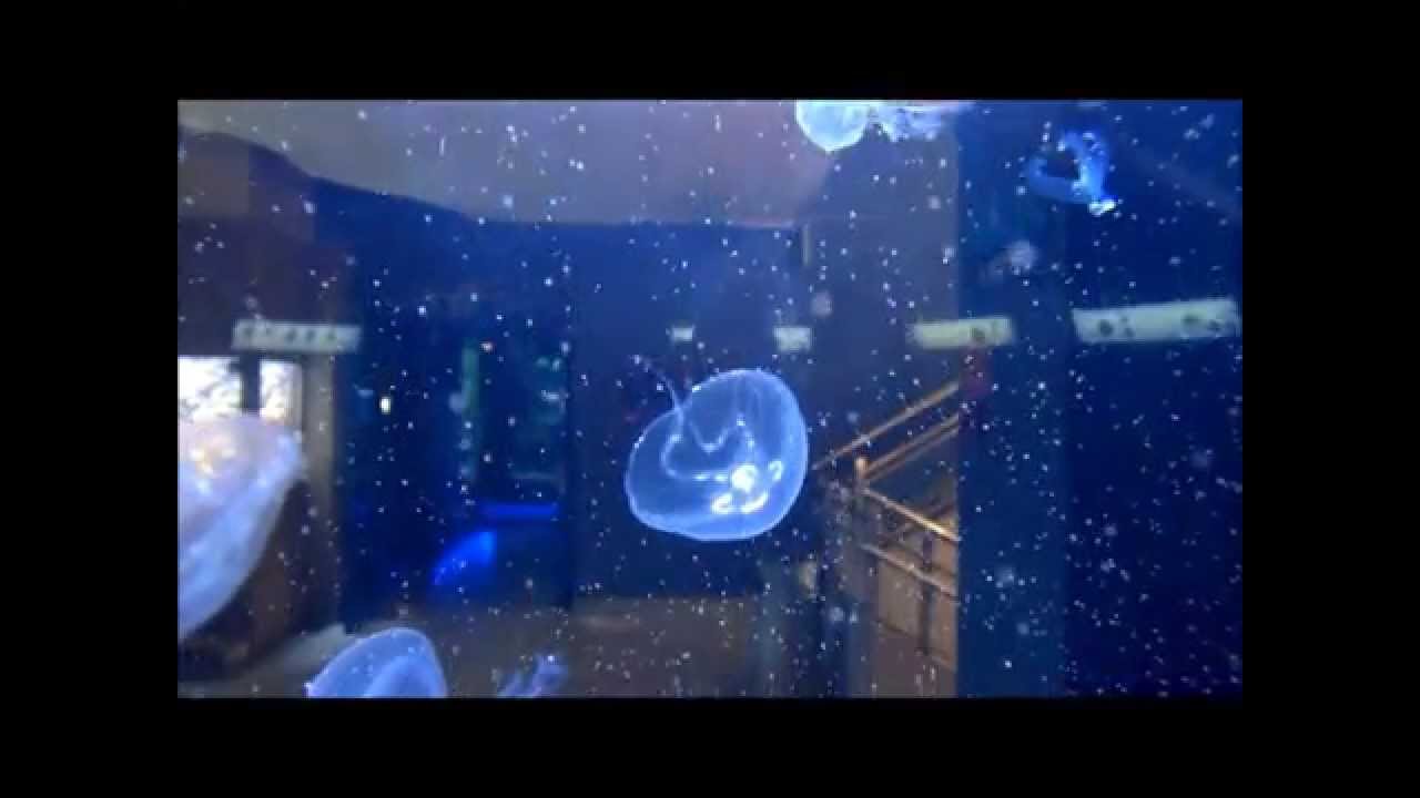 Meduza - Chełbia modra - YouTube