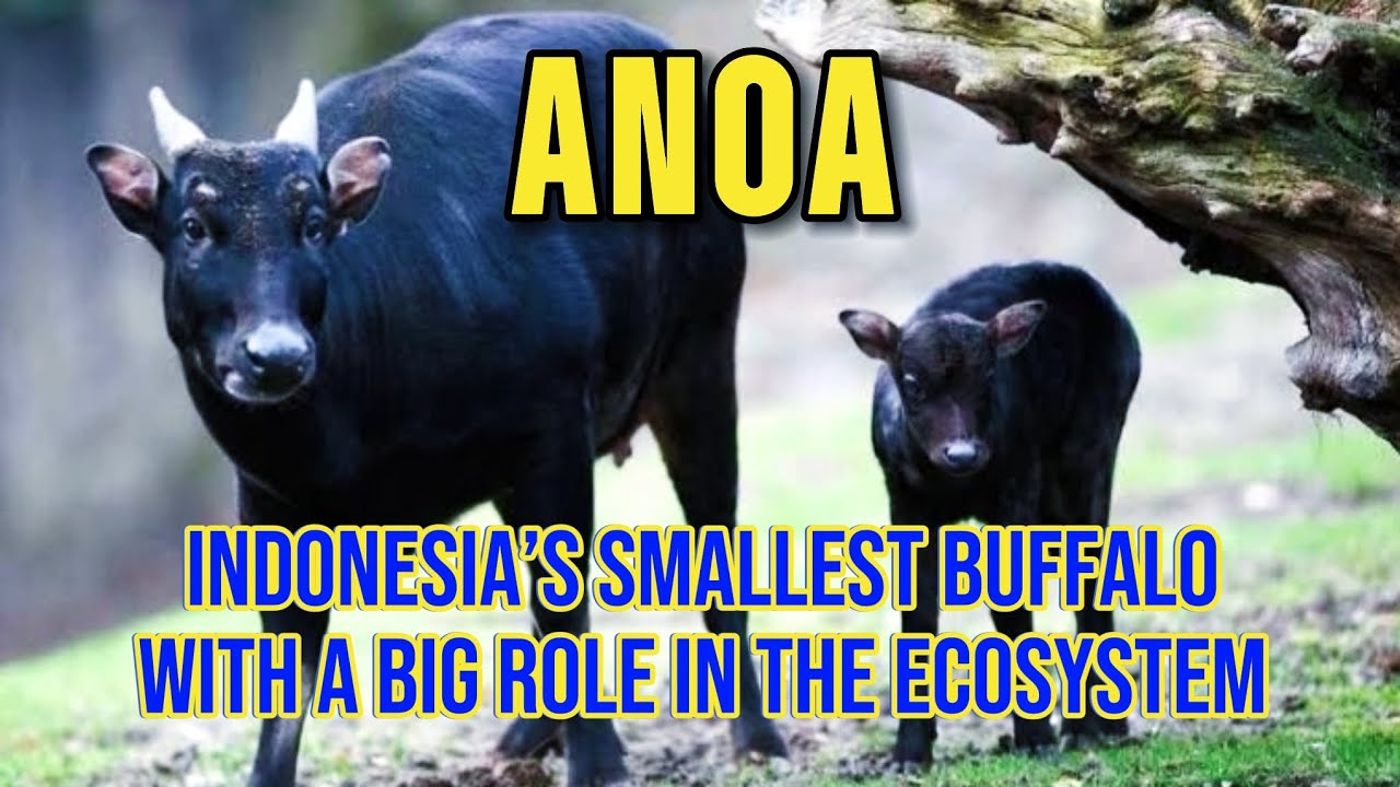 UNIQUE FACT》Anoa: Indonesia’s Smallest Buffalo with a Big Role in the ...