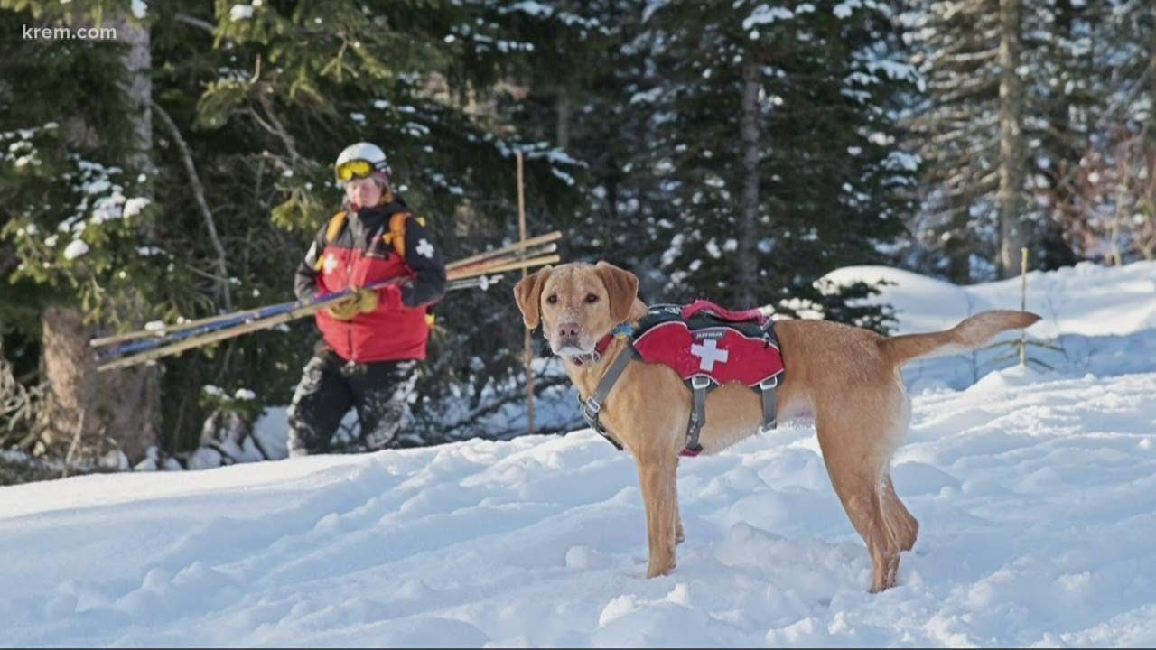 Meet Schweitzer Mountain Resort's two avalanche rescue dogs - YouTube