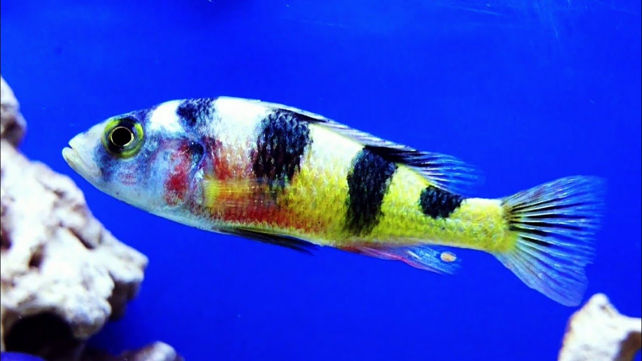 Zebra Obliquidens African Cichlids Astatotilapia
