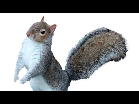 Squirrels, Staples, & Serious talks - YouTube