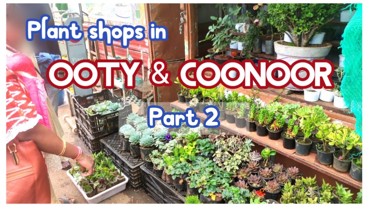 Plant Shops in Ooty & Coonoor (Part 2) | Nurseries in Ooty & Coonoor ...