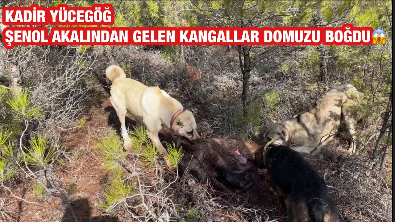 TURKISH KANGAL DOGS PUT WILD BOAR DOWN😱 - YouTube