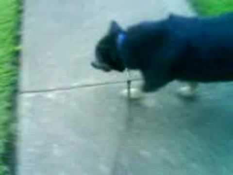 Dog Pee on a Tree - YouTube