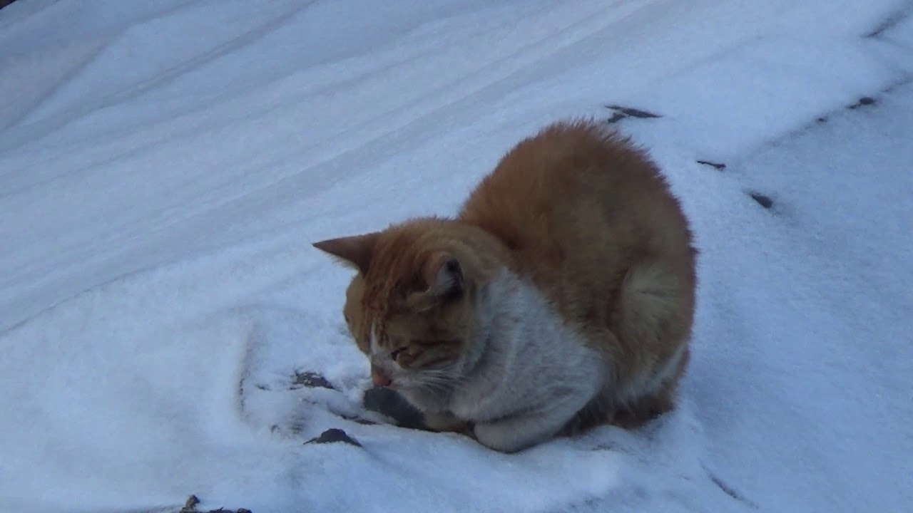 Sleeping cat on a snowy roof - cat harp music - YouTube