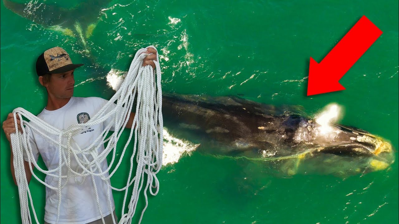 This Whale NEEDED HELP! - YouTube