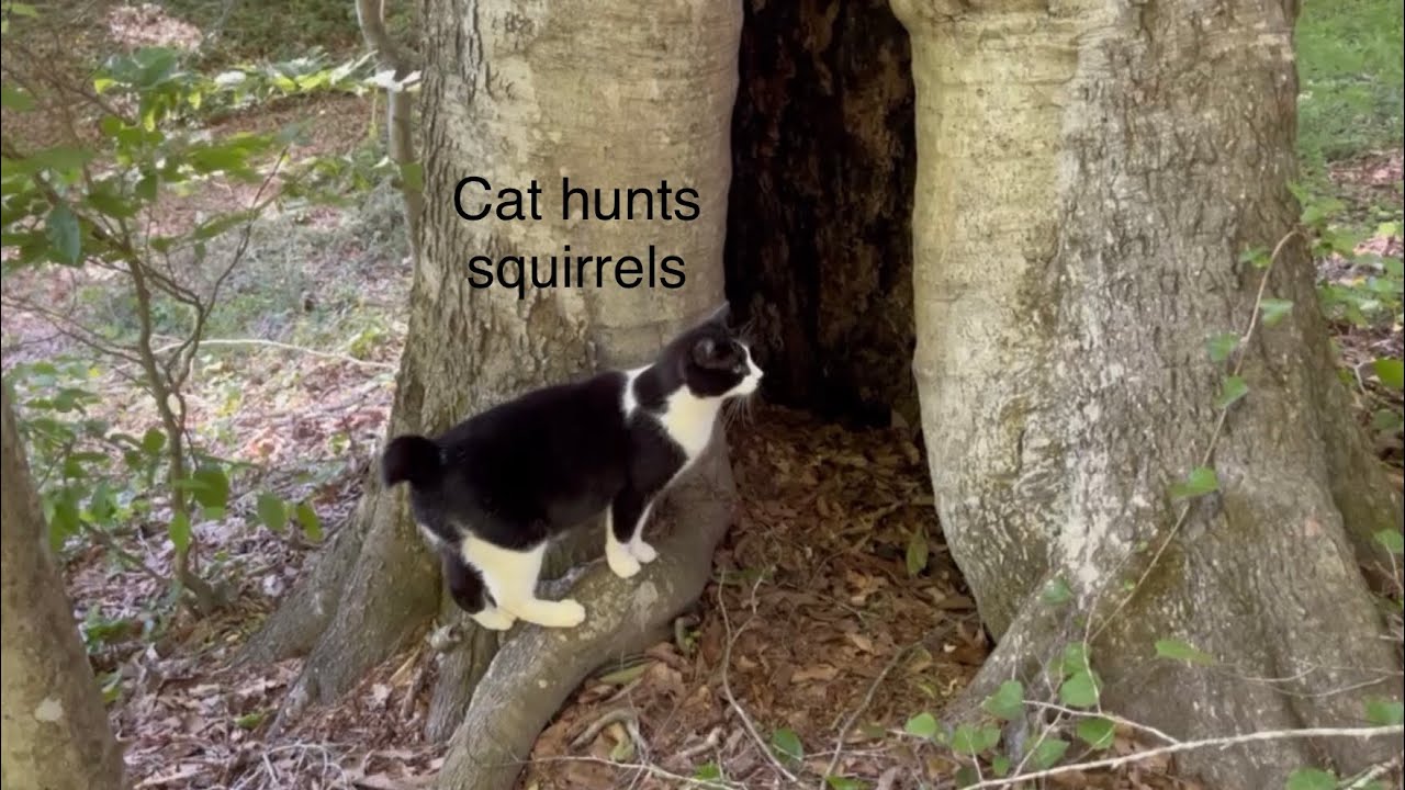 Squirrel hunting with Bob the Squirrel Cat - YouTube