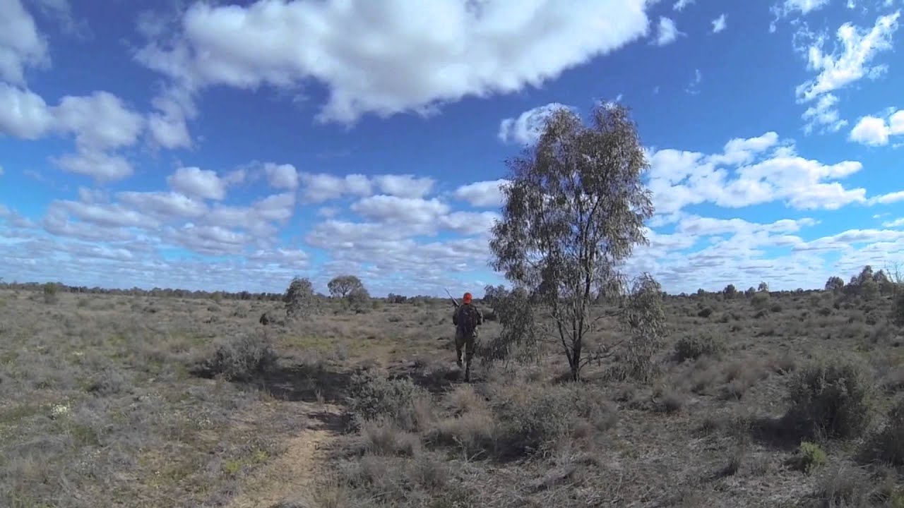 Pig Hunting - Bogan River, NSW - YouTube
