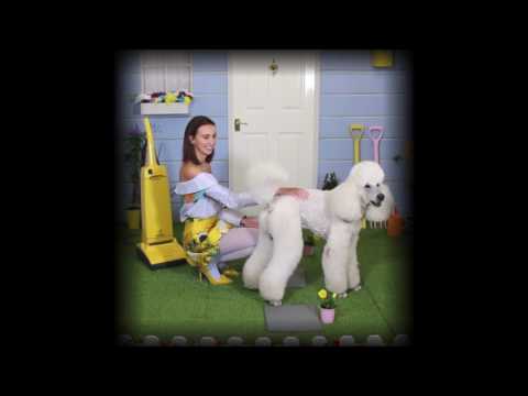 Whatever Will She Think Of Next? Poodle