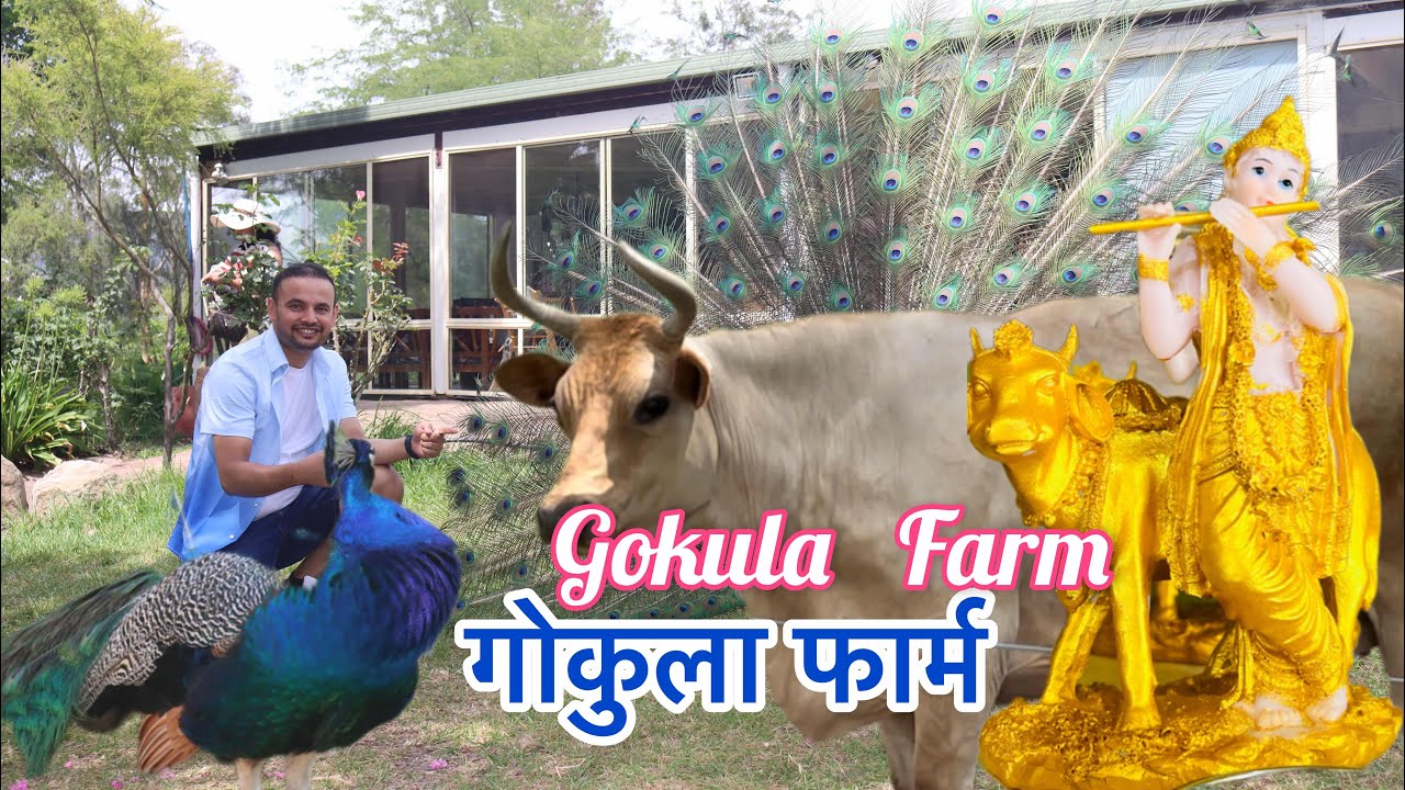📍 New Gokula Farm —raajcn33ail.com - YouTube