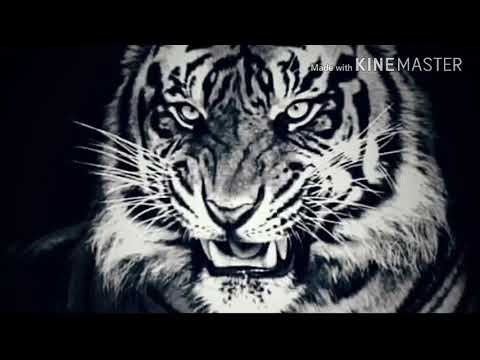 Siluman harimau