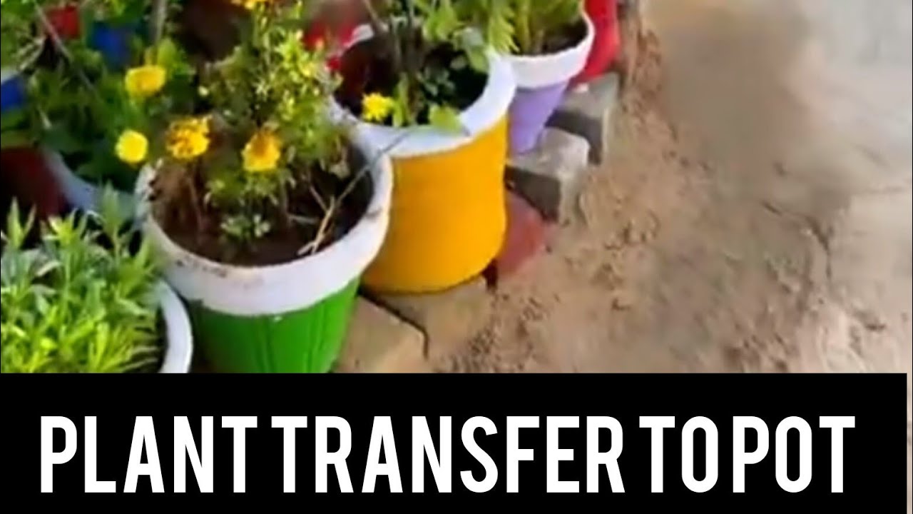 Mini plant transfer to pot[मिनी प्लांट पॉट में ट्रांसफर ...