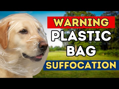 Plastic Bag Suffocation in Dogs: Vital CPR Steps to Save Your Dog
