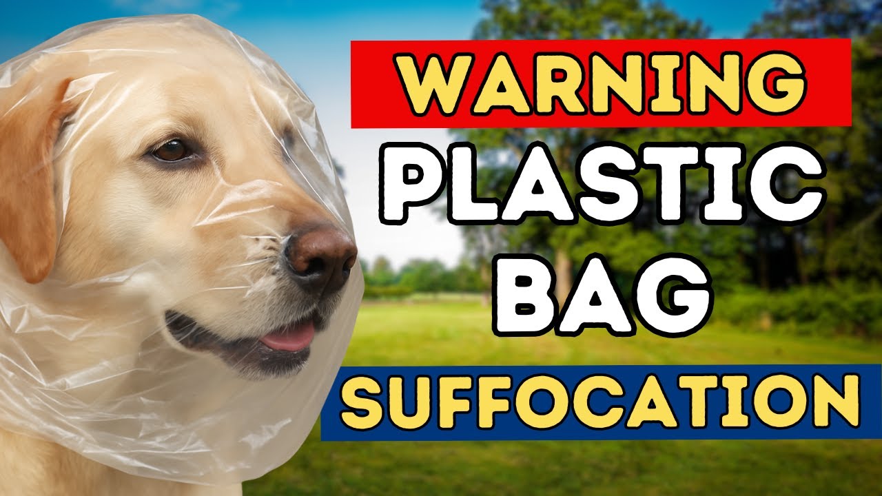 Plastic Bag Suffocation in Dogs: Vital CPR Steps to Save Your Dog - YouTube