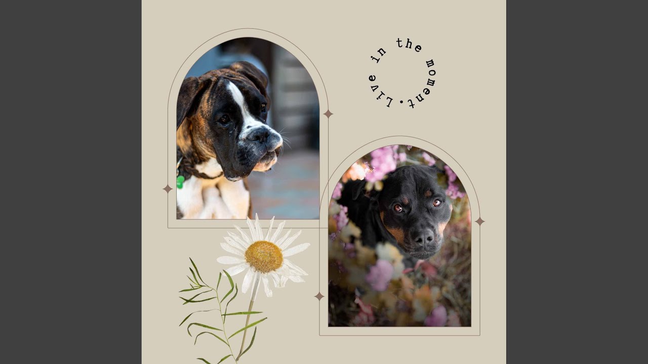 Fantastic Backdrops for Loyal Doggies - YouTube