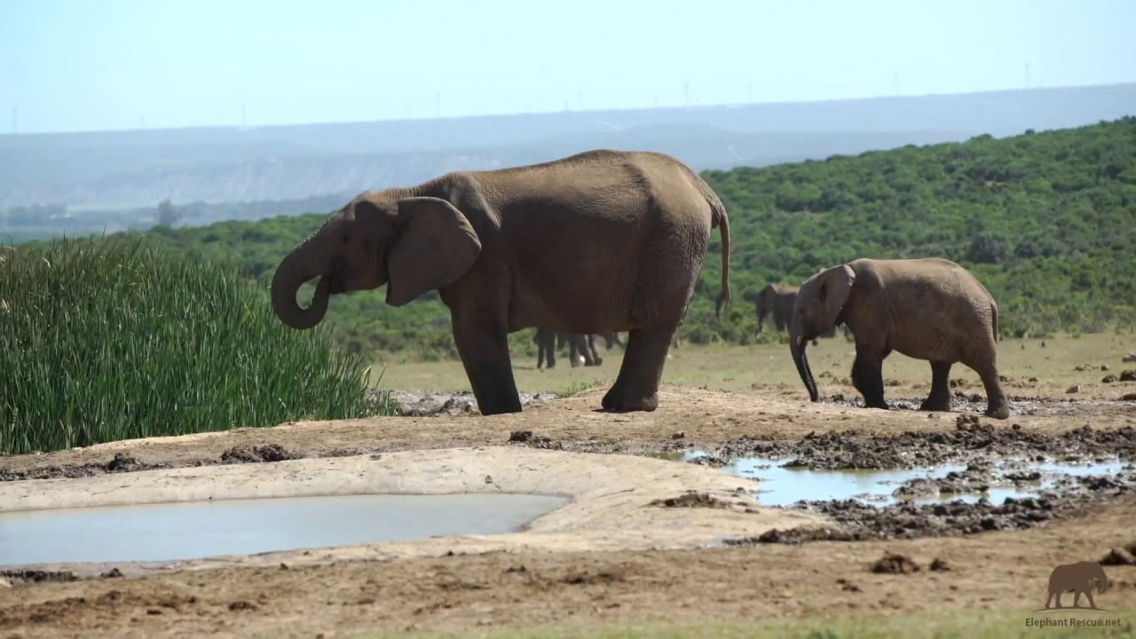 Rescuing 100 Elephants From Hunters - YouTube