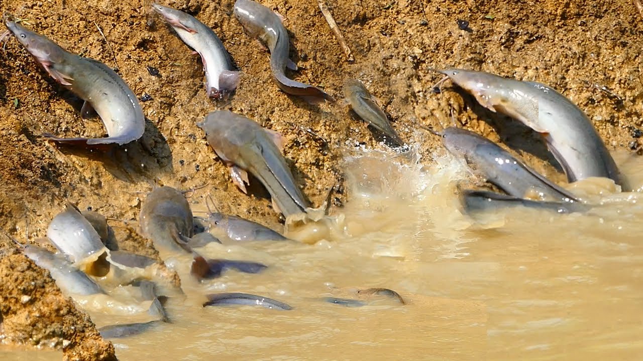 Wow Unbelievabl Many Fish Jump out of The Water On The Cows By Itself ...
