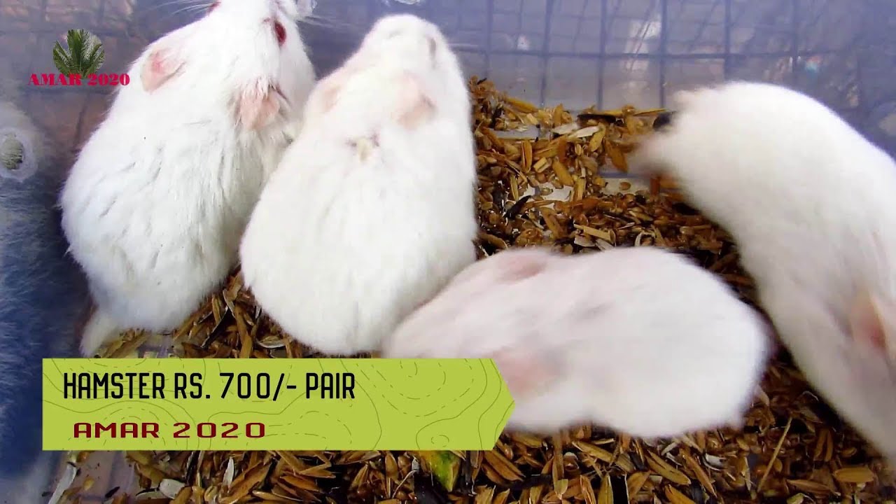 RABBIT SELLER OF GALIFF STREET PET MARKET KOLKATA INDIA | 24TH MARCH ...