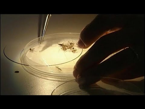 West-Nil-Virus: 17 Tote in Griechenland - Vögel in Deutschland infiziert