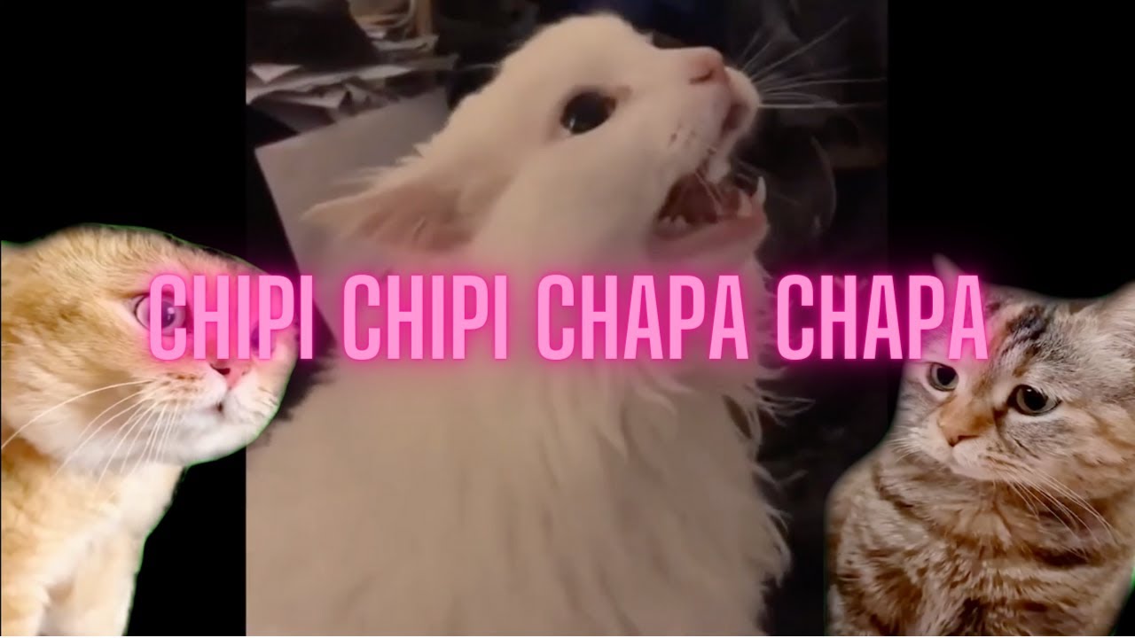 猫ミーム // Chipi Chipi Chapa Chapa Cats (GarageBand and iMovie) - YouTube