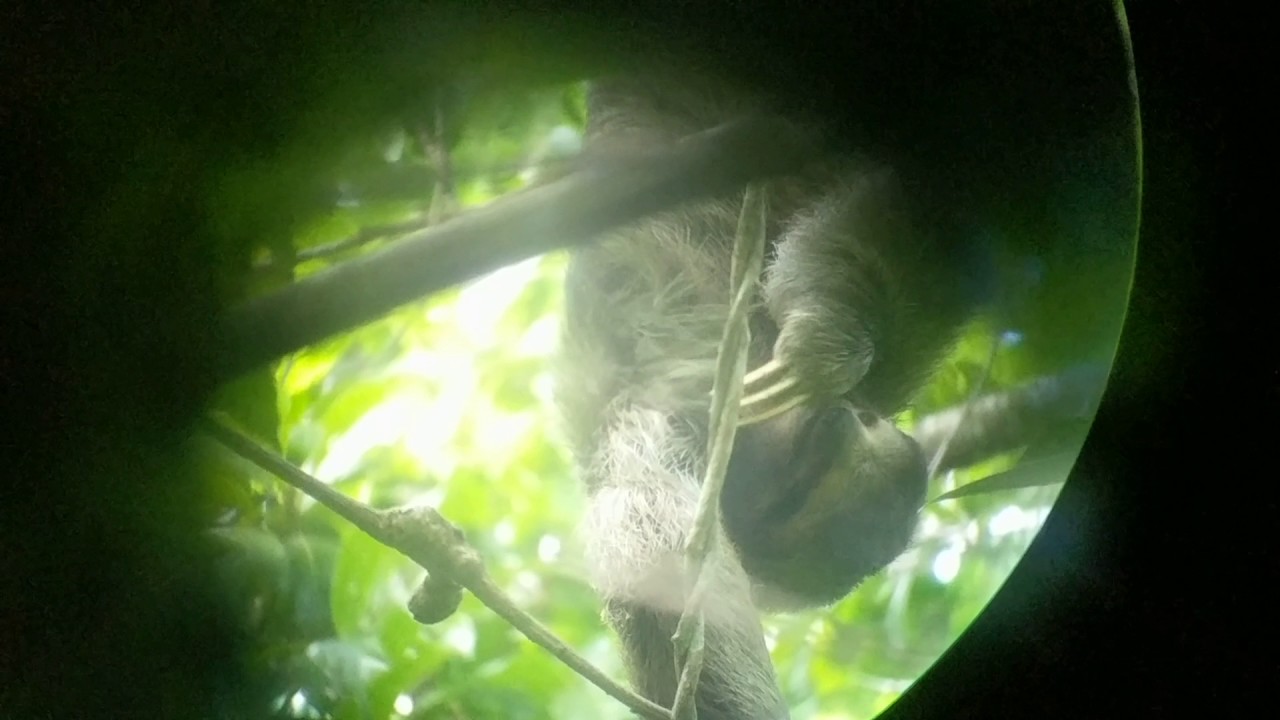 Sloth Scratching Himself at Manuel Antonio National Park, Costa Rica ...