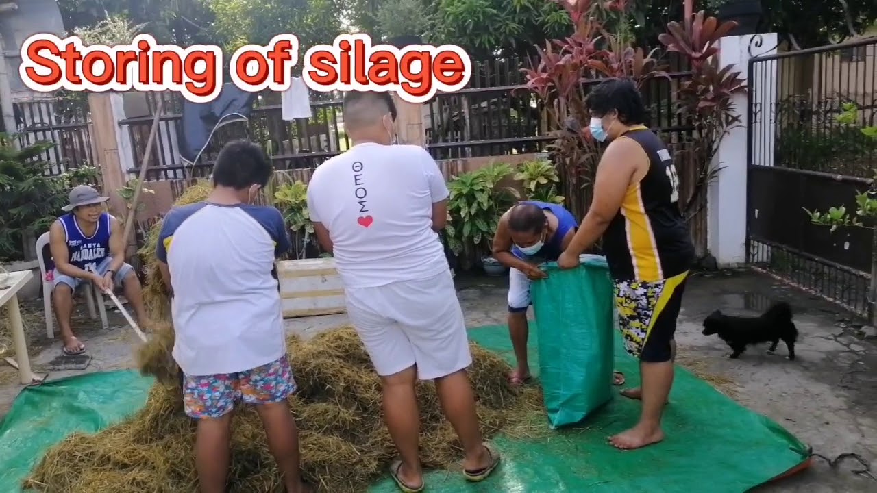 SILAGE MAKING FOR GOATS - YouTube