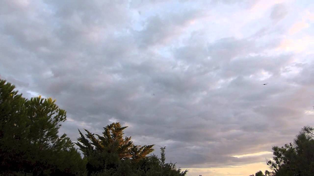 Insects in Italy: Dragonflies in flight early evening in Maremma ...